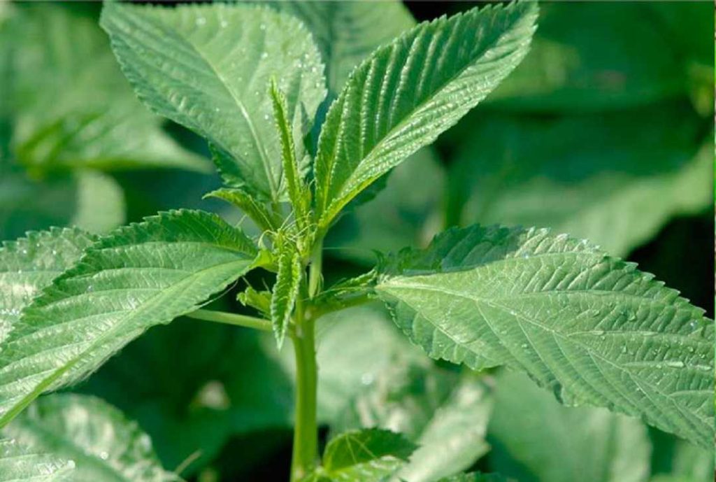 Rau đay có mấy loại và cách phân biệt các loại rau đay