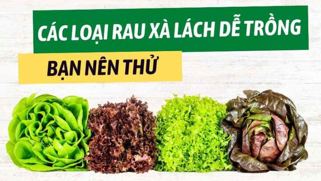 Hướng dẫn cách chọn và sử dụng Các loại rau xà lách